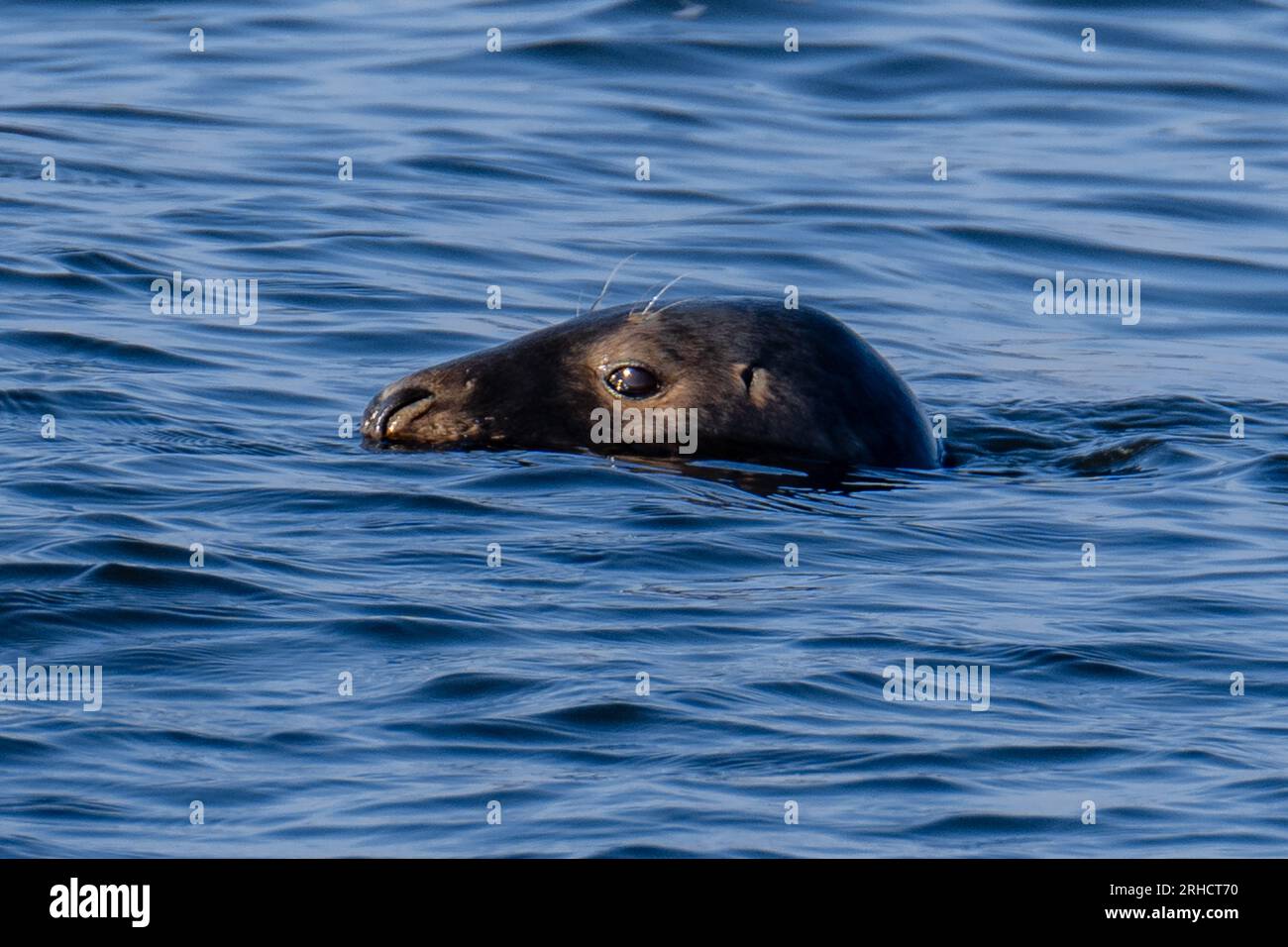Seal swimming near the north end of Block Island, Rhode Island, August ...