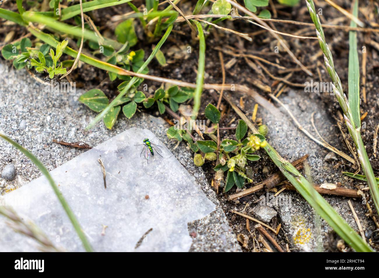 Bright green insect with black stripes - close up on torn white paper ...