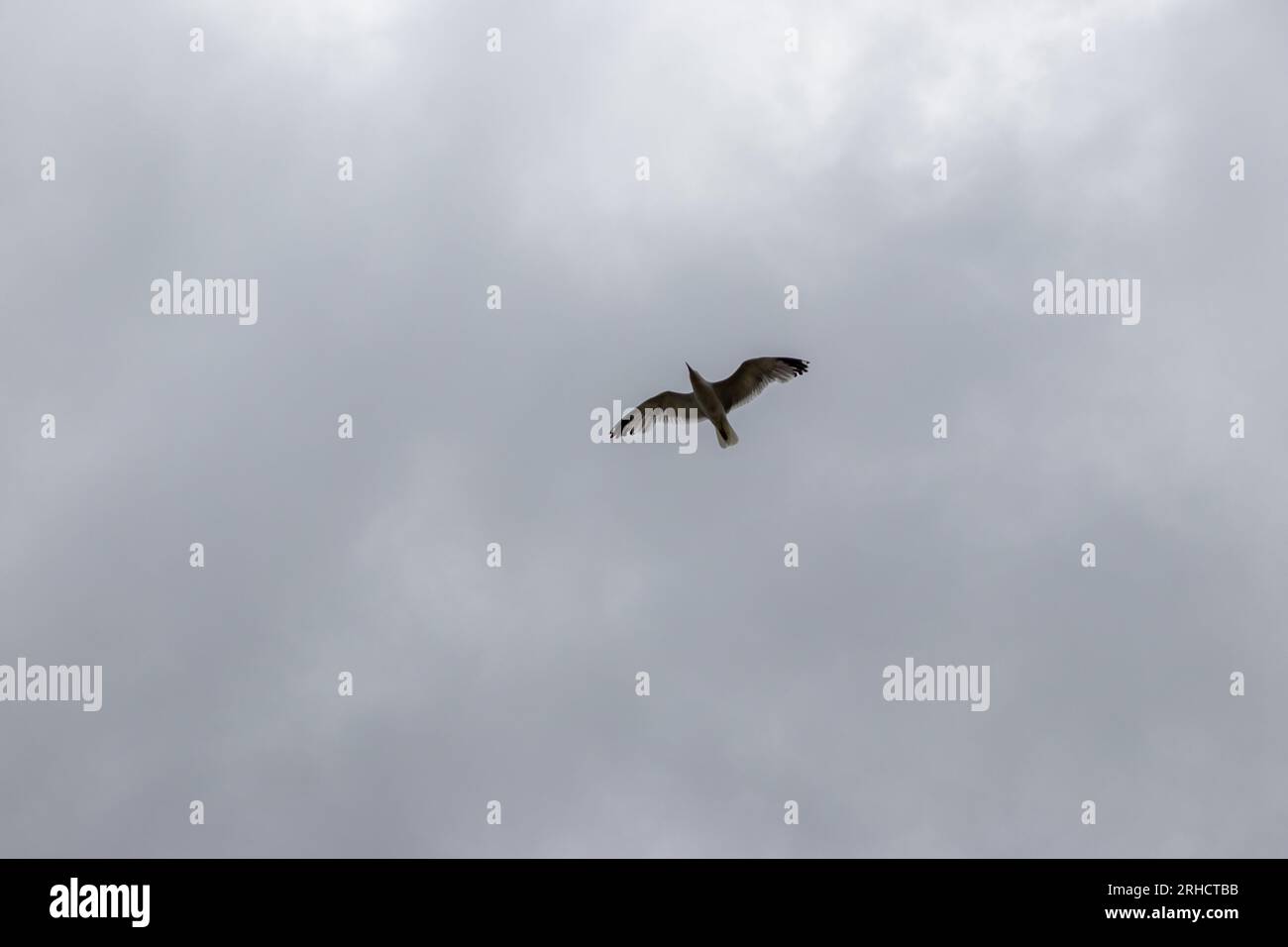 Bird in flight - cloudy sky - seagull - wings spread out - horizontal ...
