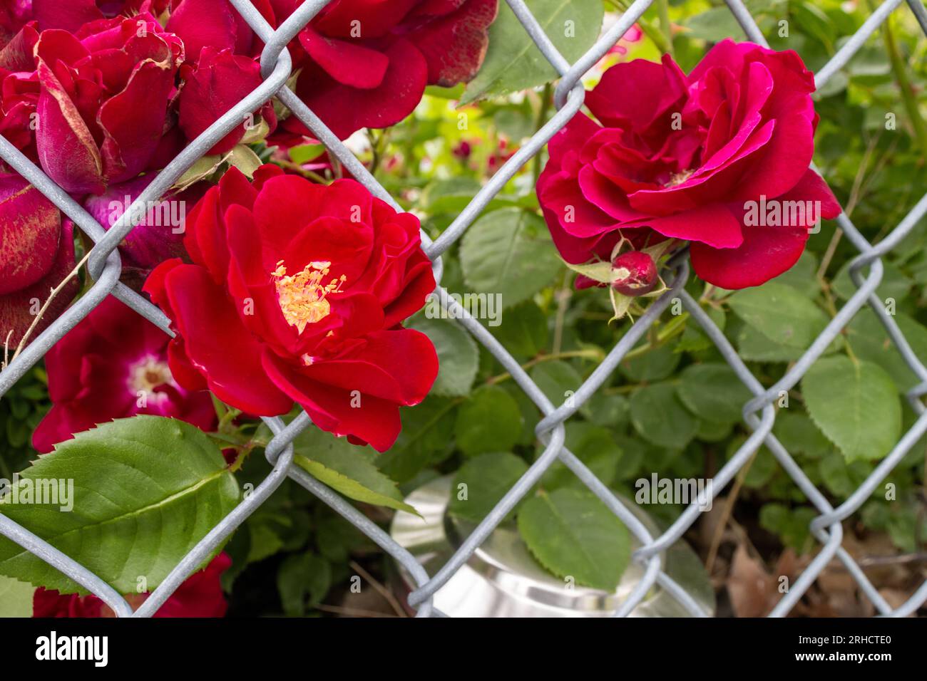 Roses On Chain Link Fence