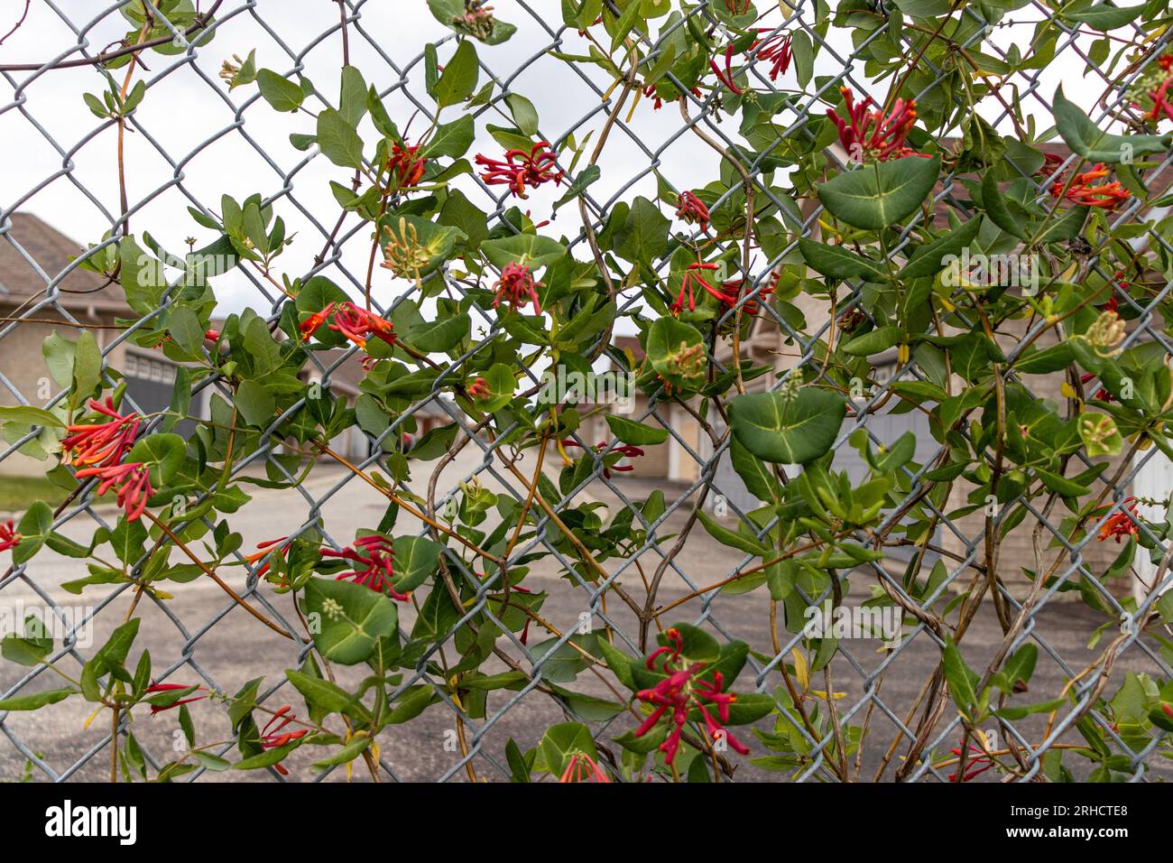 Flowering bush grows through rusted chain link fence - red and yellow ...