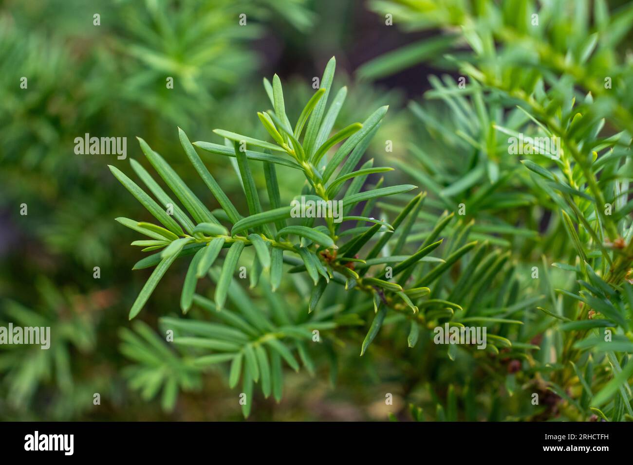 Close-up of green needle-like leaves in spiral pattern - blurred green ...