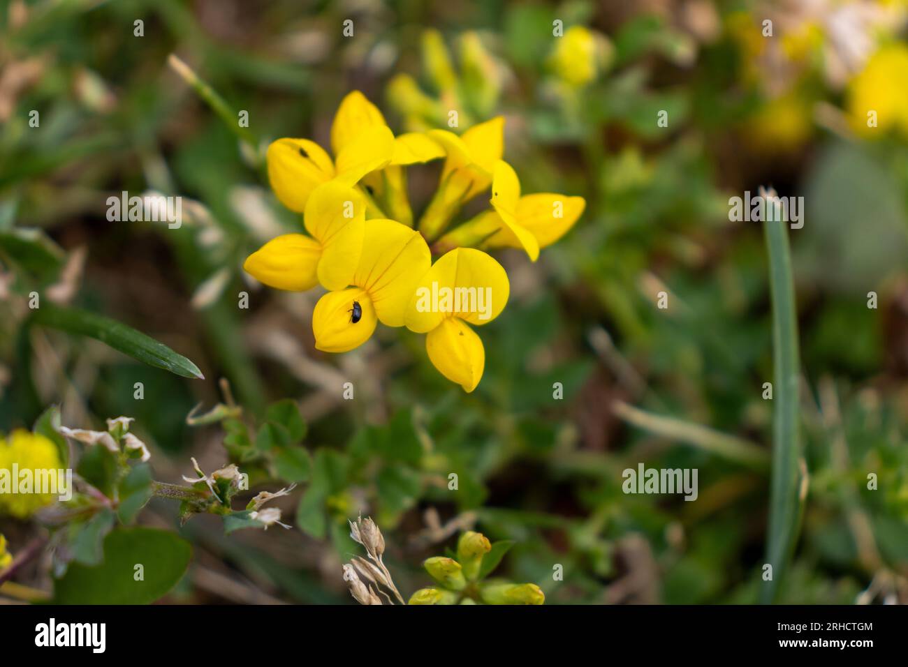 Capitulum Inflorescence