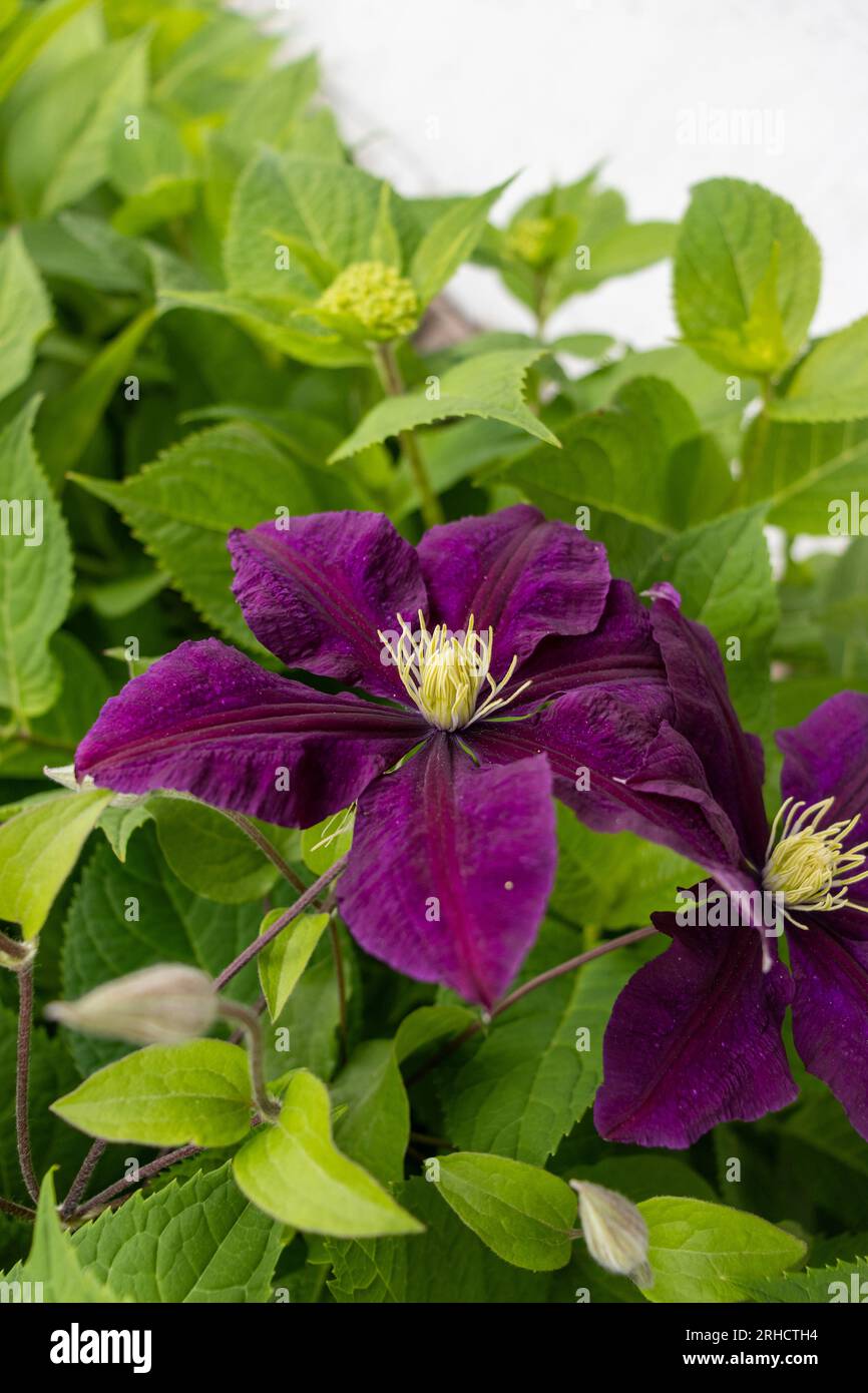 Purple clematis flower with white center and yellow stamens - deep ...