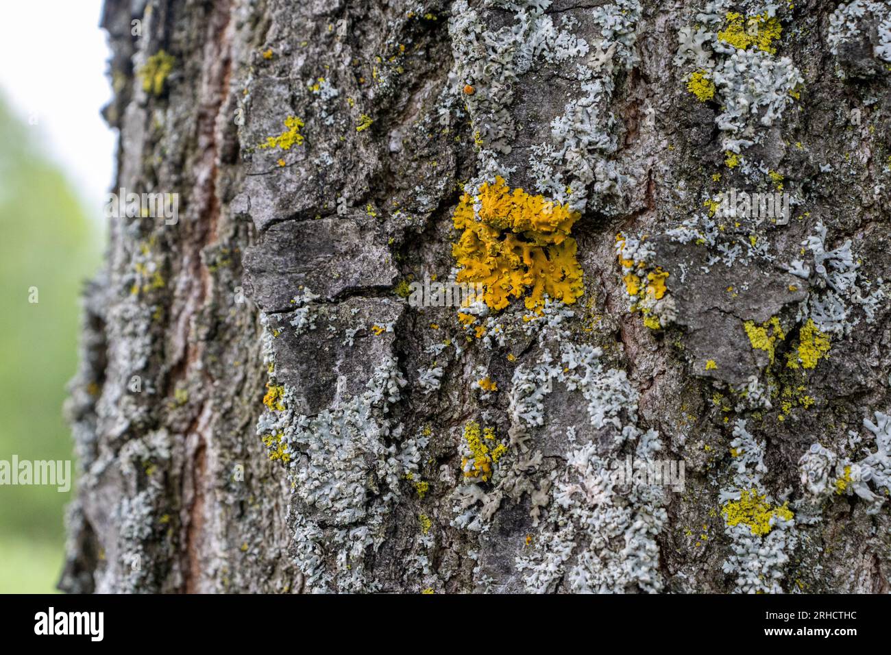 Close-up of grayish-brown tree trunk with bright yellow lichen patches ...