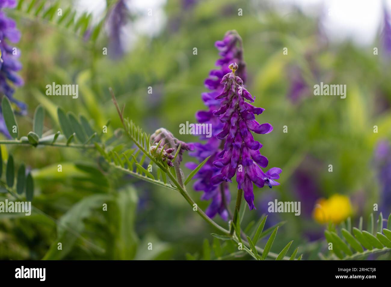 Purple flower spike with serrated green leaves - shallow depth of field ...
