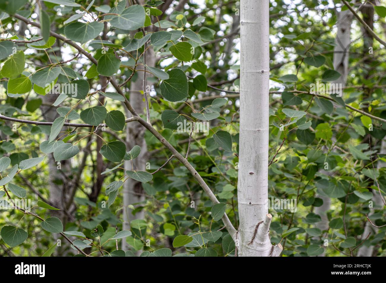 White smooth tree trunk with holes - green leaves and branches around ...