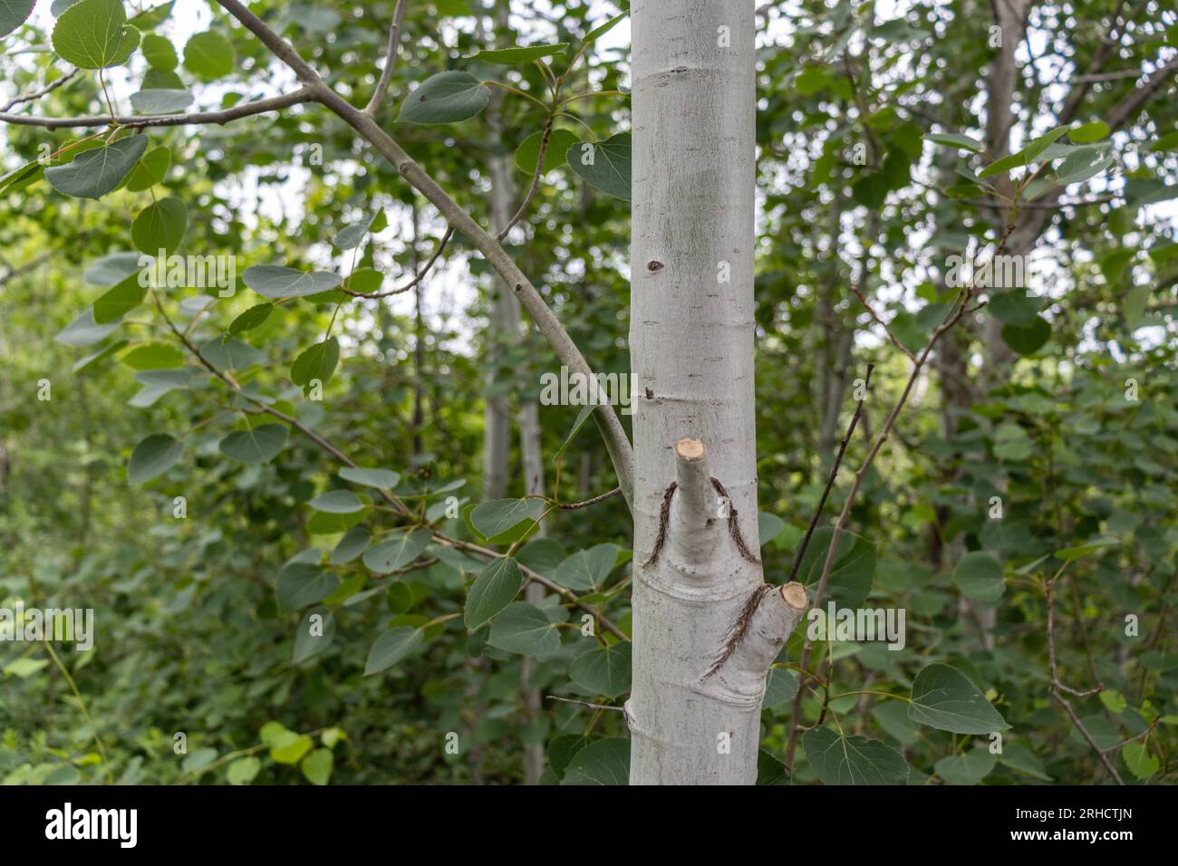 White smooth tree trunk with holes - green leaves and branches around ...