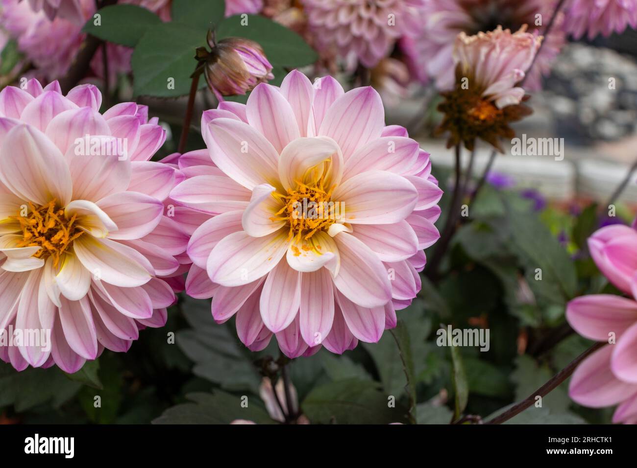 Pink and white dahlias with yellow center - close-up shot of blooming ...