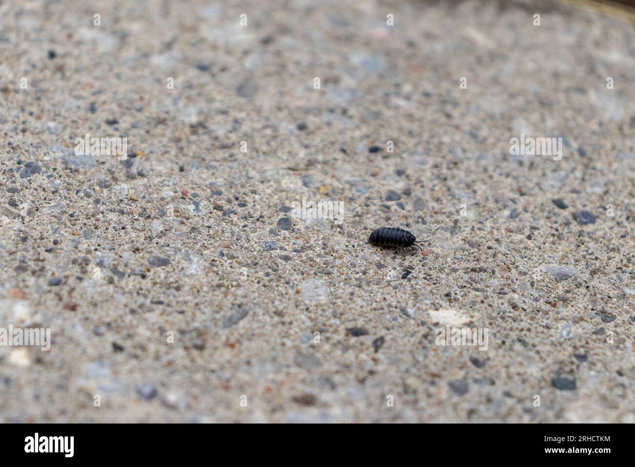 A roly-poly on pebbles - close-up of a black pill bug crawling on a ...