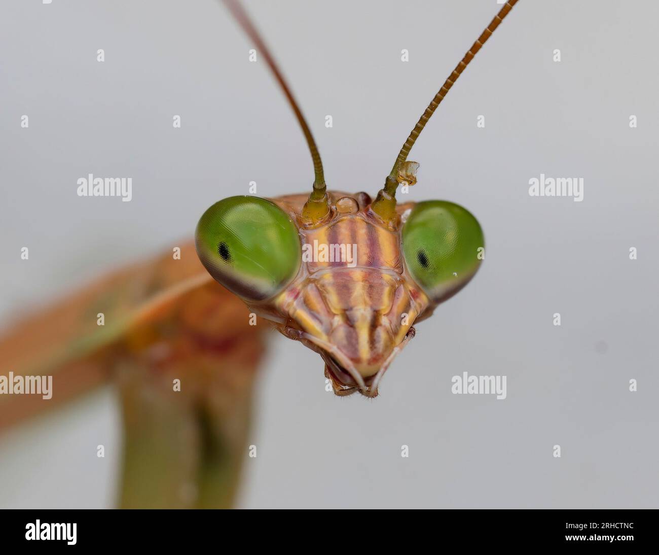 Praying Mantis Head close up macro shot showing his face Stock Photo ...