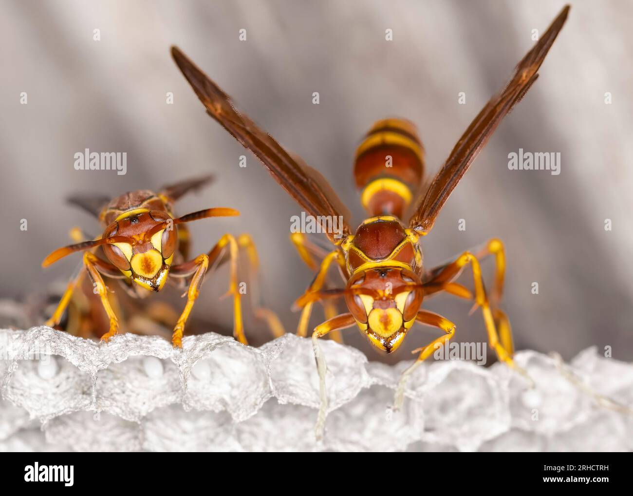 Predators wasps hi-res stock photography and images - Alamy