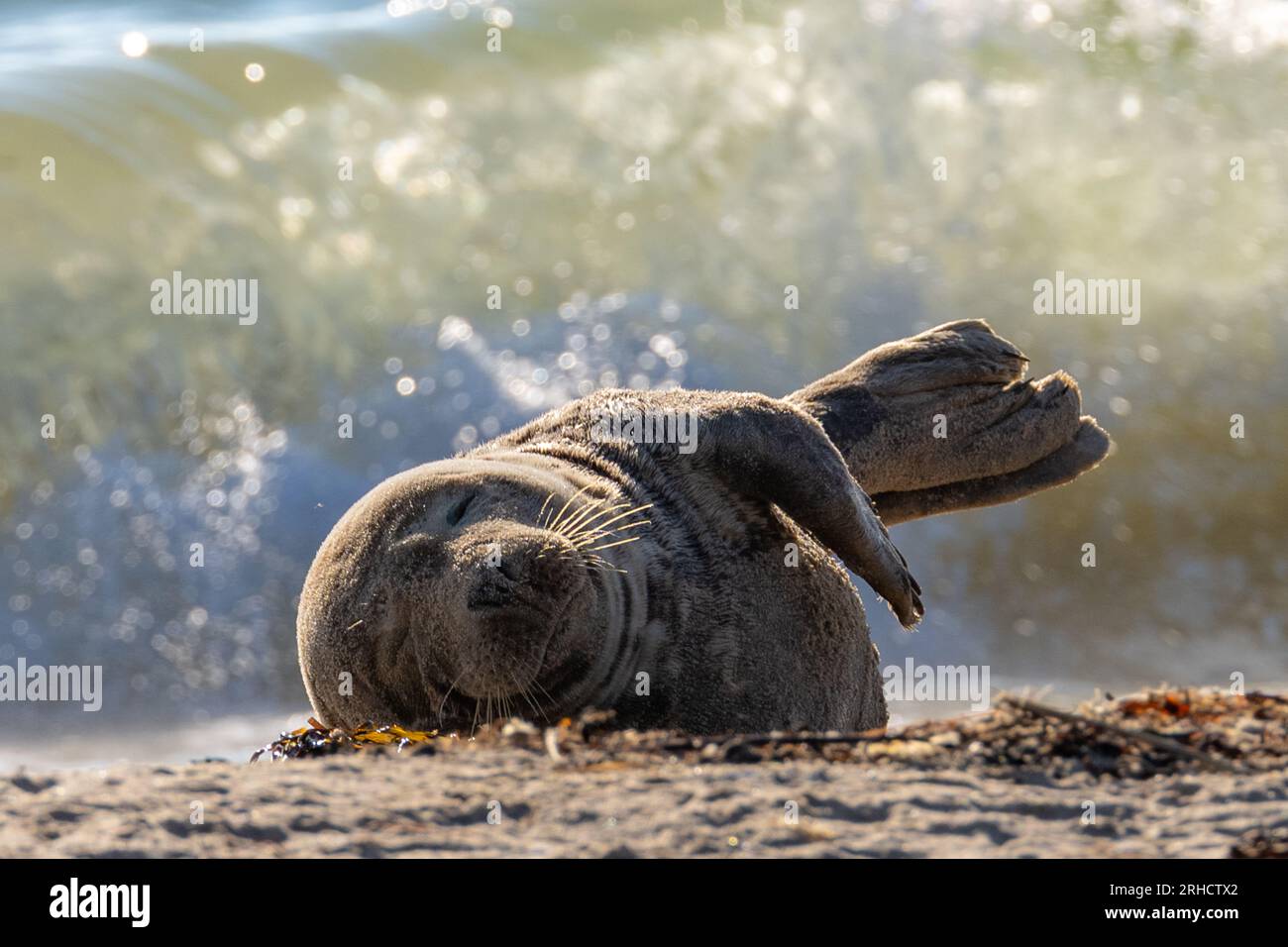 Seal resting on the beach at the north end of Block Island, Rhode ...