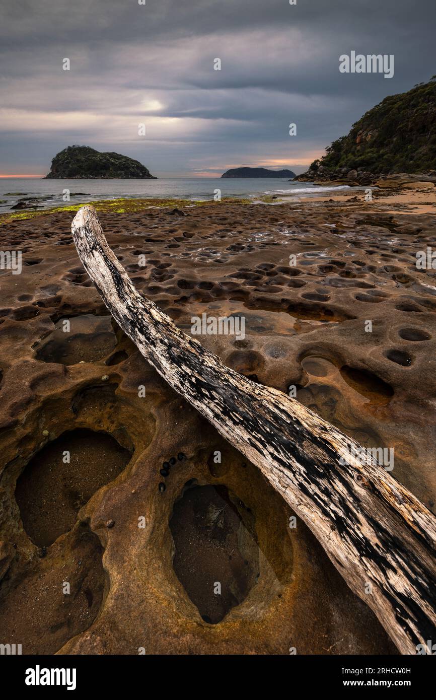 fallen tree log near lion island and pearl beach on nsw central coast ...