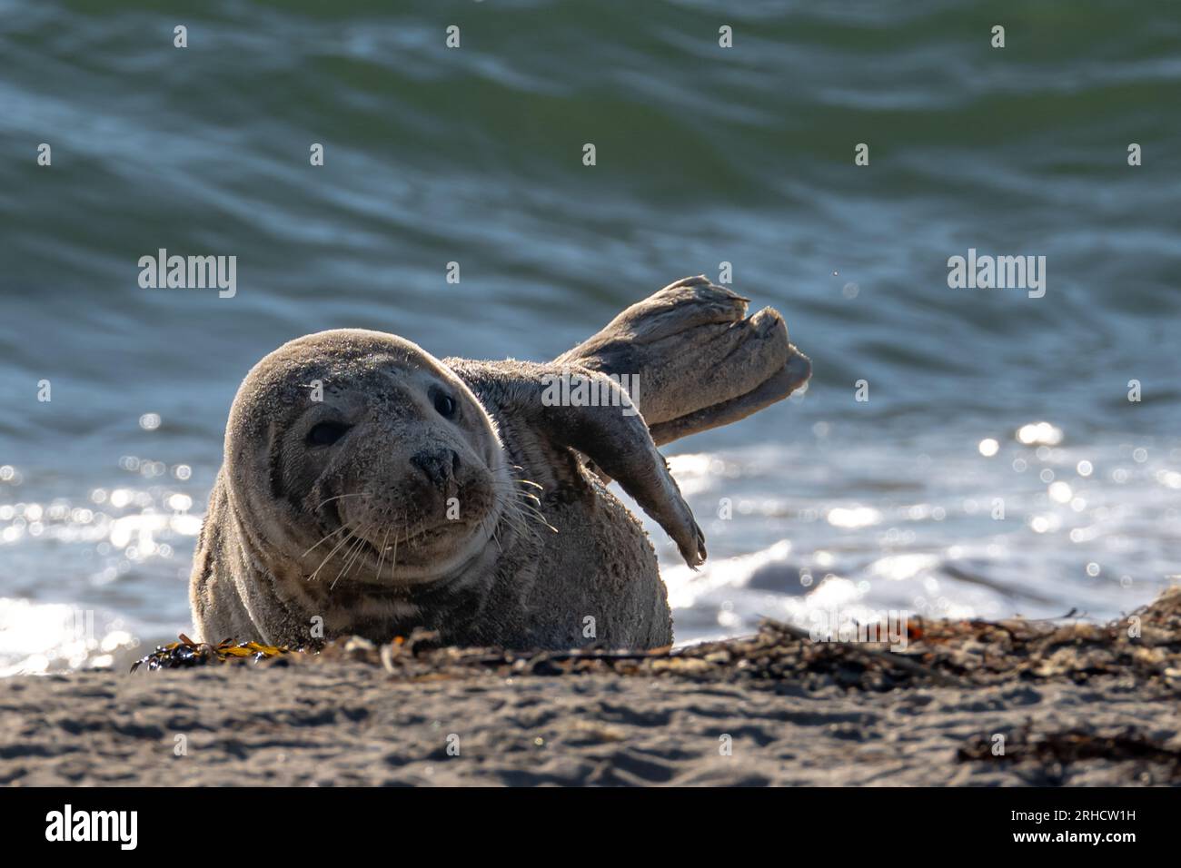 Seal resting on the beach at the north end of Block Island, Rhode ...