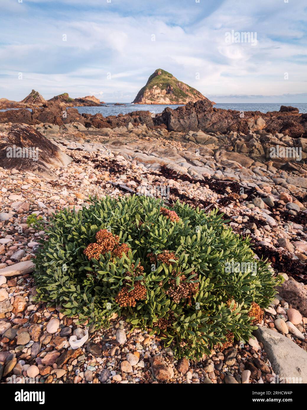 weed plant growing in rocks on brougton island in nsw Stock Photo - Alamy
