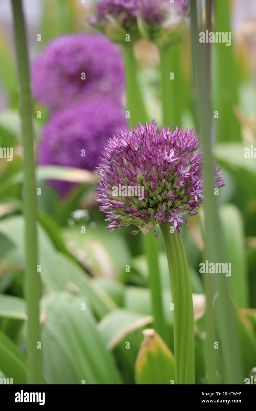 Nature alium hi-res stock photography and images - Alamy