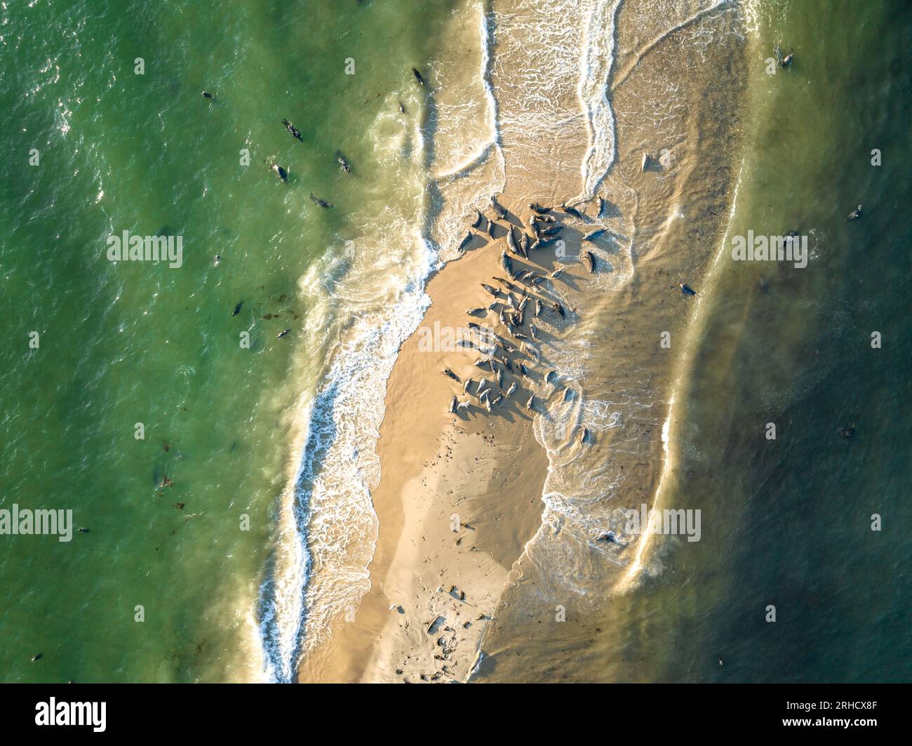 Group of resting seals on the beach at the north end of Block Island ...