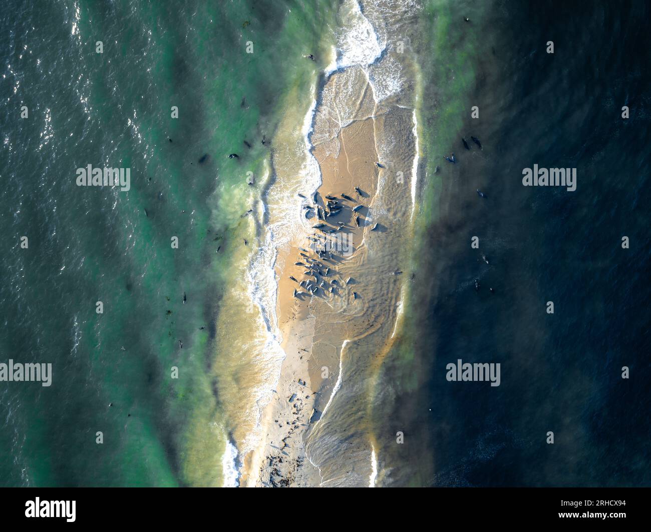 Group of resting seals on the beach at the north end of Block Island ...