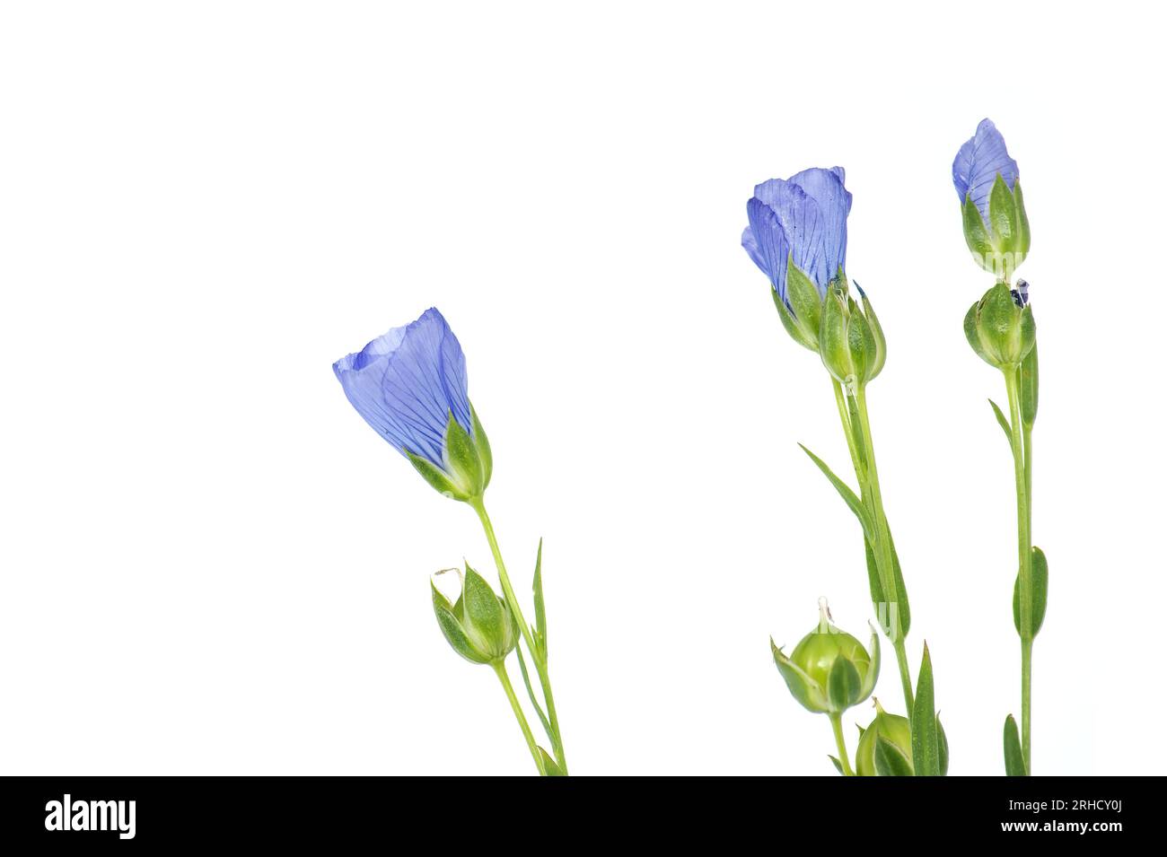 Flowering flax plant over white background, beautiful blue flax flower ...