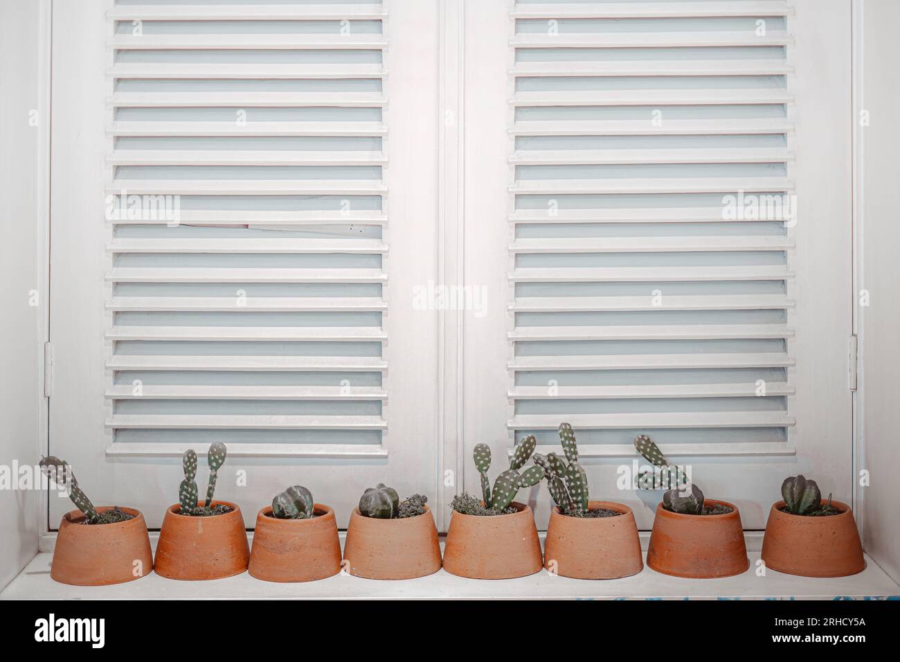 Potted decorated cactus hi-res stock photography and images - Alamy