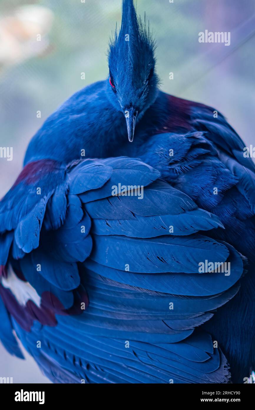Close up victoria crowned pigeon, blue grey bird with red eyes and a ...
