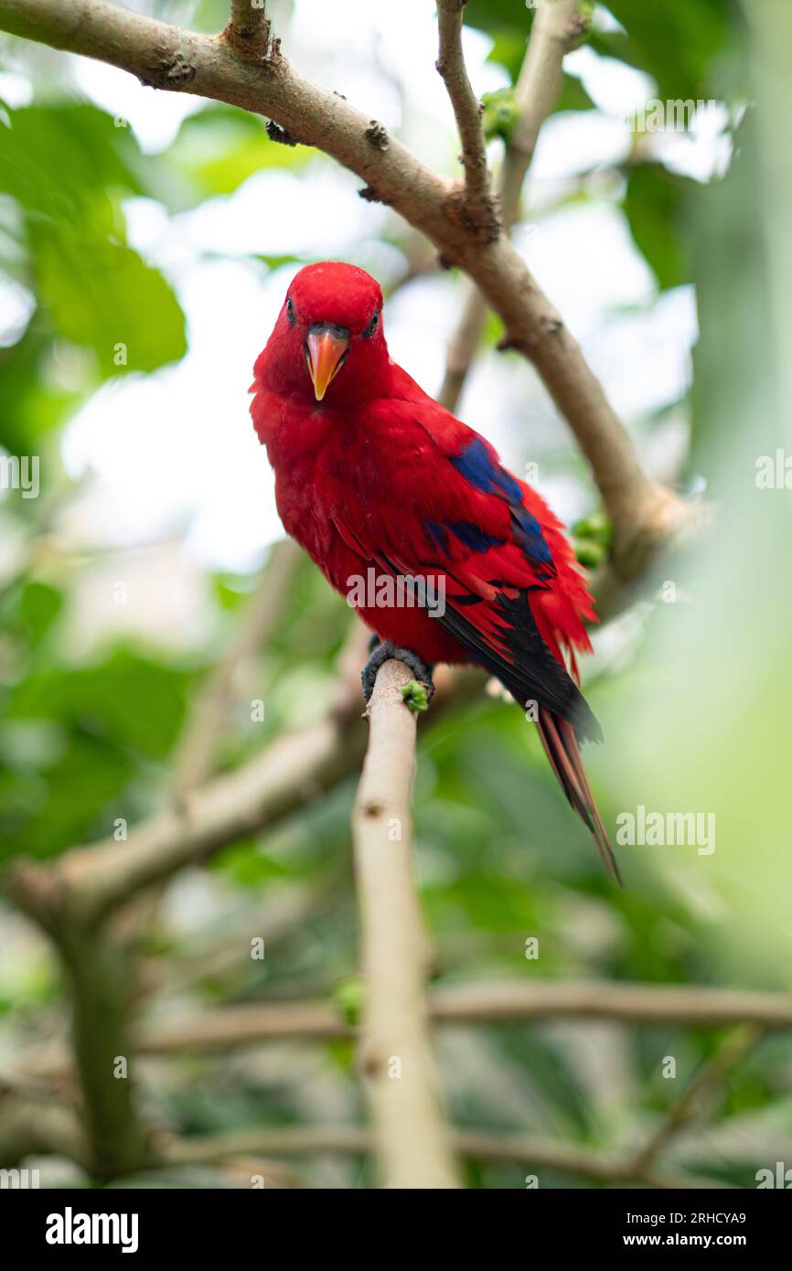 A red-colored bird and a woodpecker with yellow markings are perched on ...