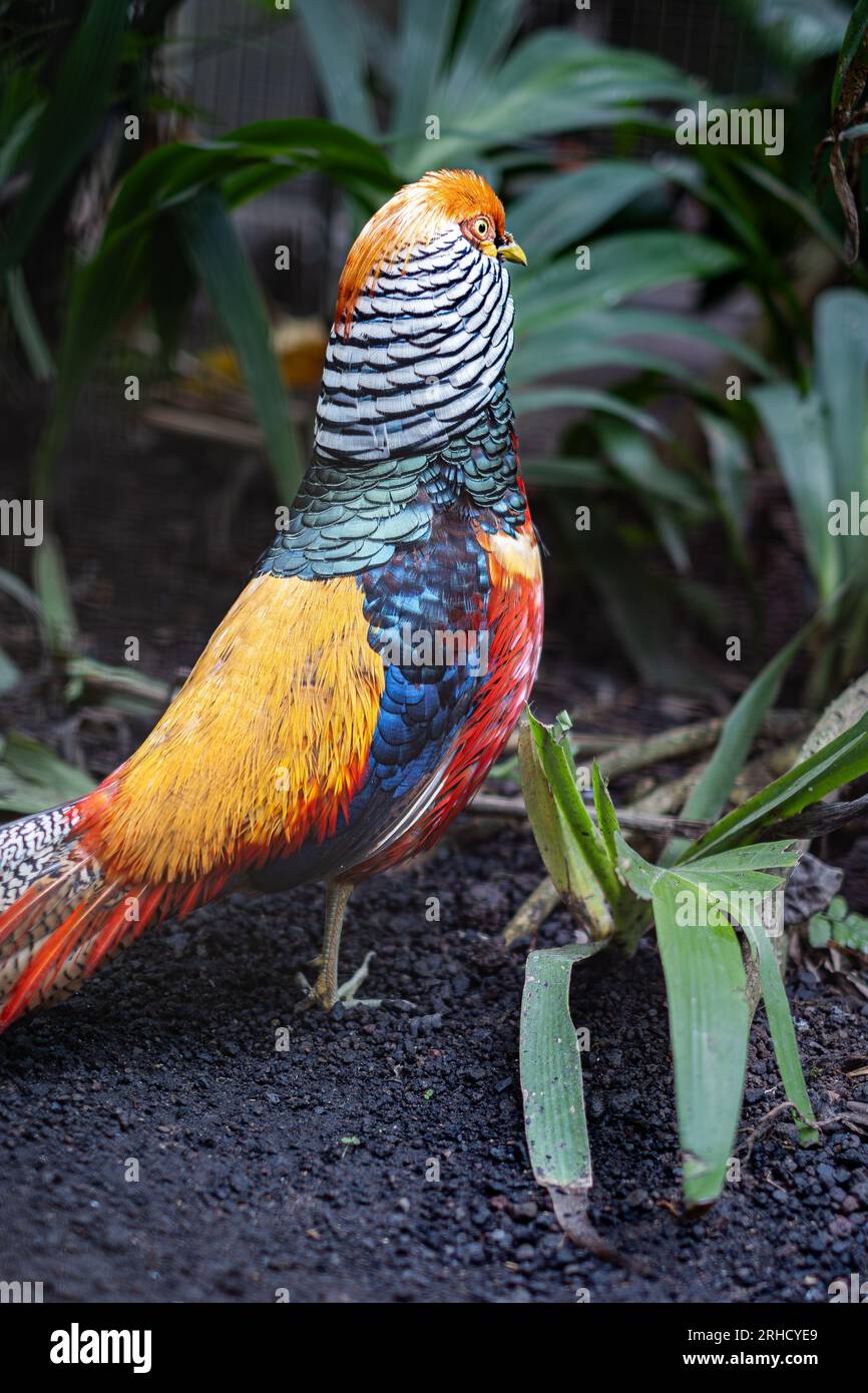 The beautiful bird golden pheasant - chrysolophus pictus Stock Photo ...