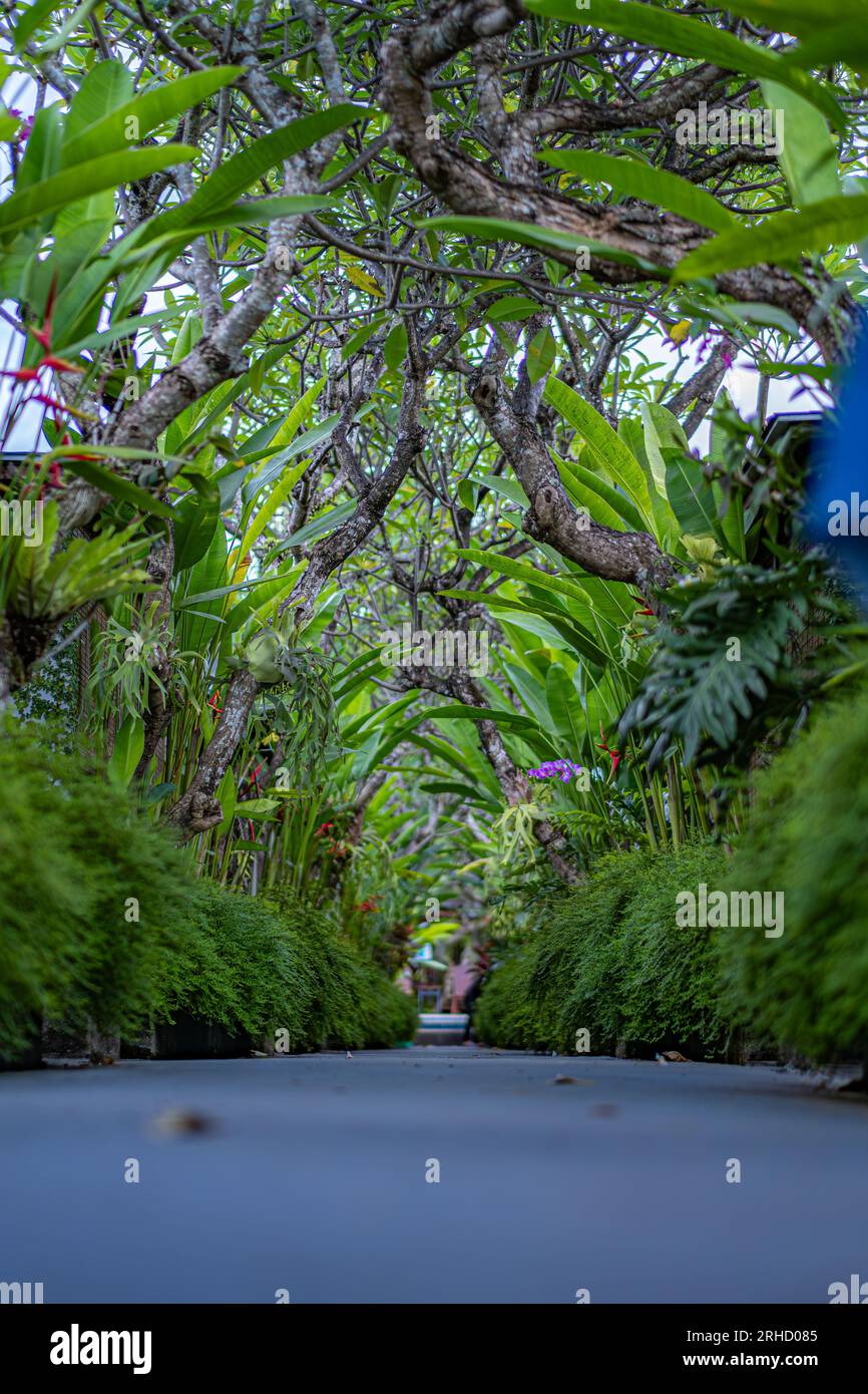 A pathway with lush trees Stock Photo - Alamy