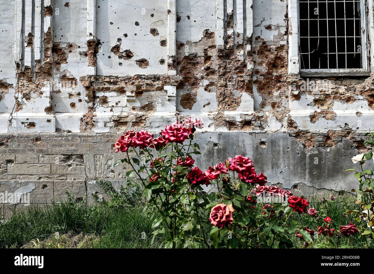 Damaged roses hi-res stock photography and images - Alamy