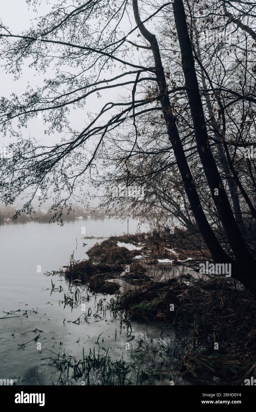 Scary mysterious forest with green light and frozen lake in fog in ...