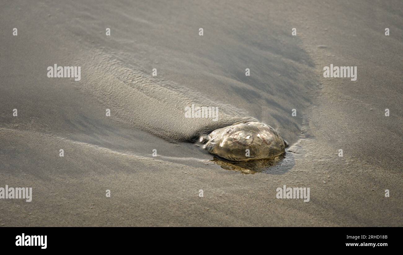 Sea okhotsk close up on hi-res stock photography and images - Alamy