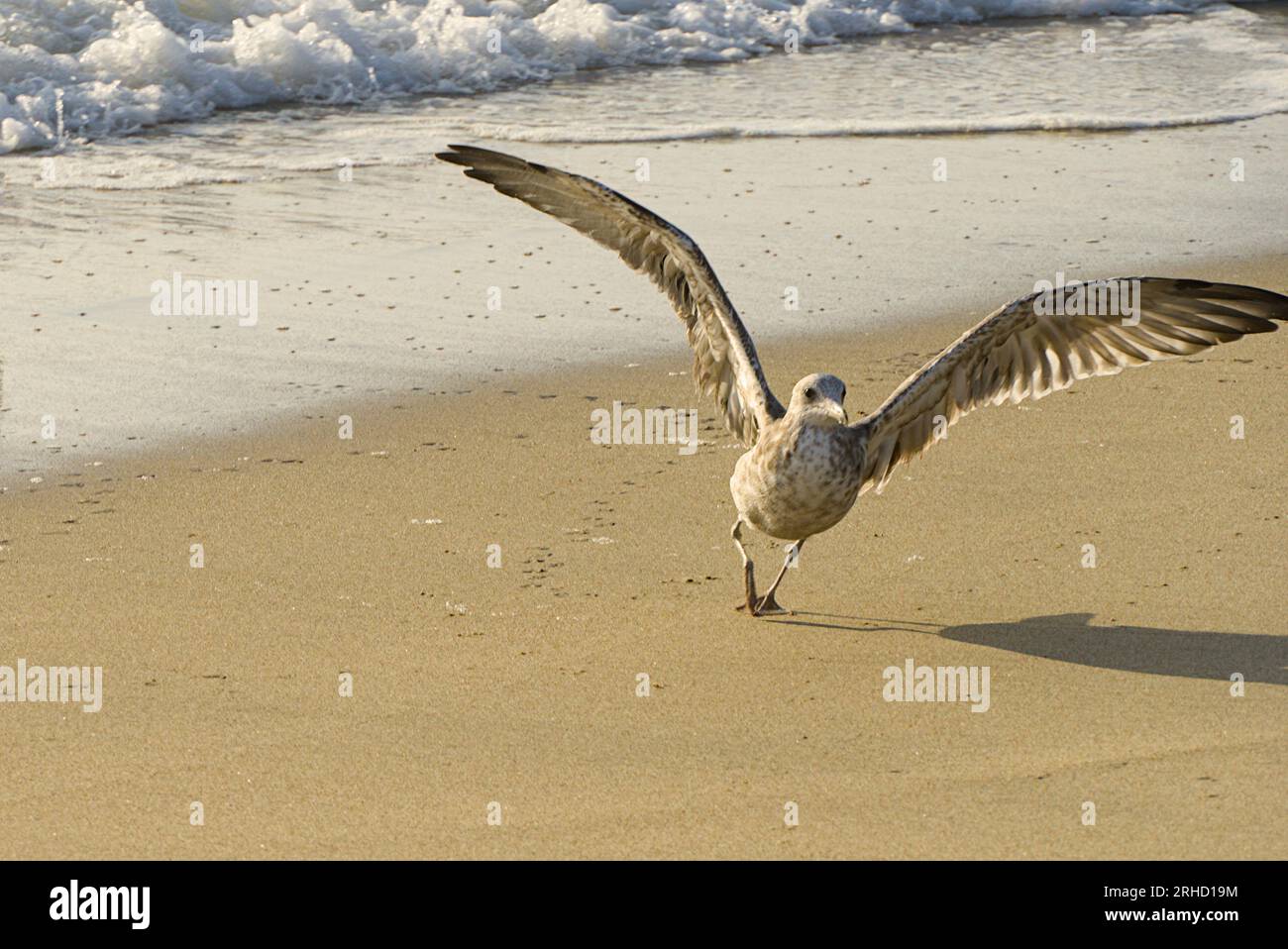 A seagull is ready to take off from the beach at Half Moon Bay Stock ...