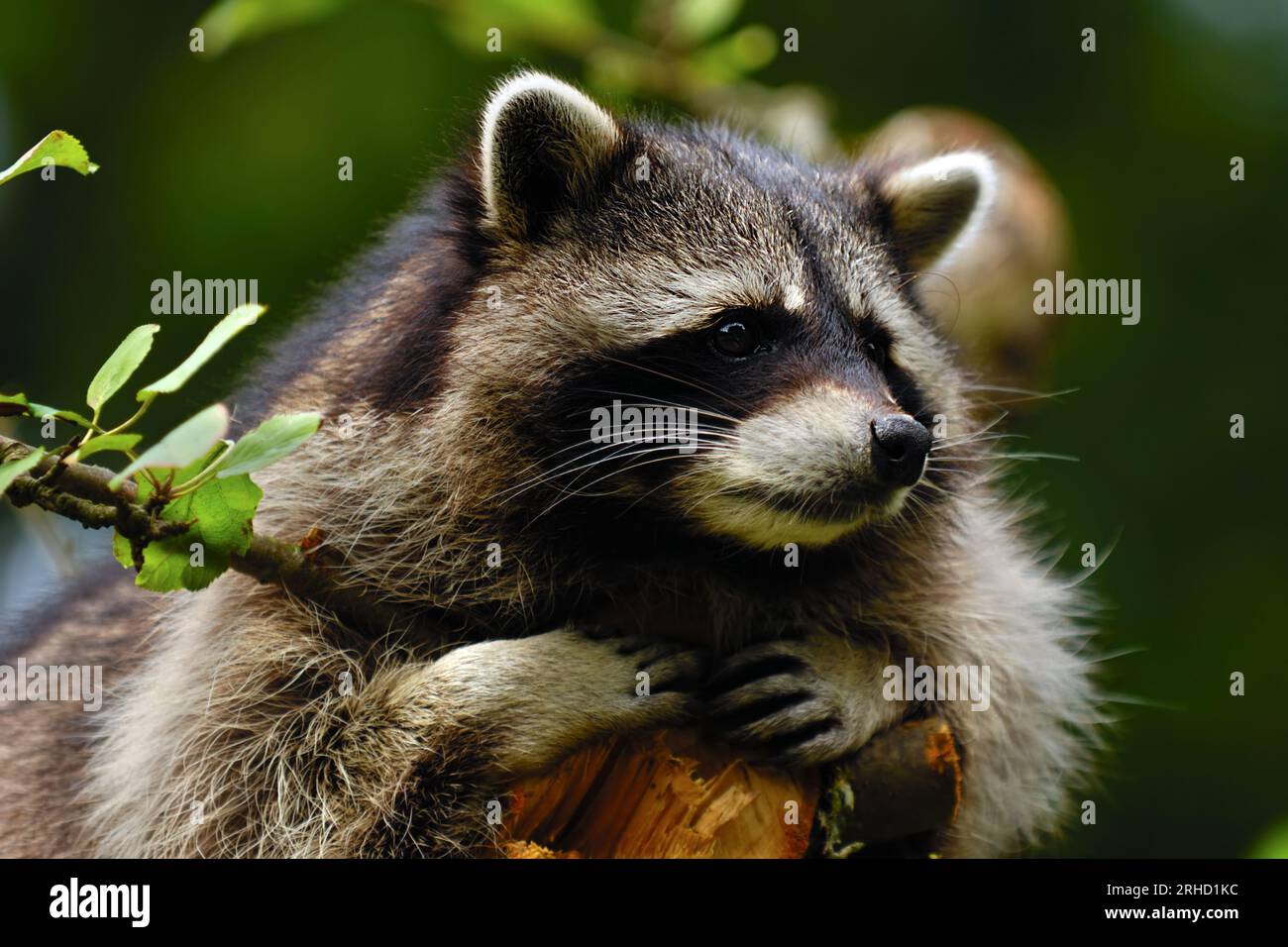 Sad racoon hi-res stock photography and images - Alamy