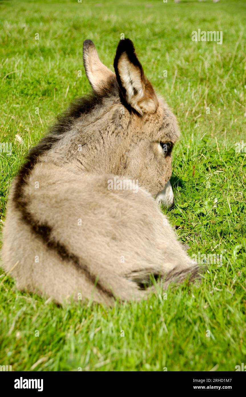 A sweet donkey foal is resting on green grass Stock Photo - Alamy