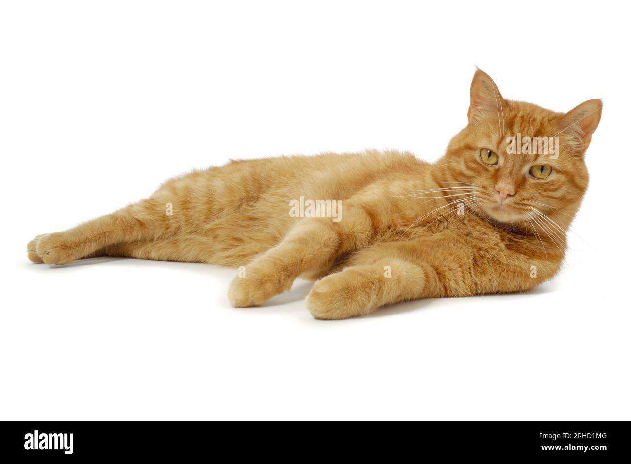 Stare into camera Cut Out Stock Images & Pictures - Alamy