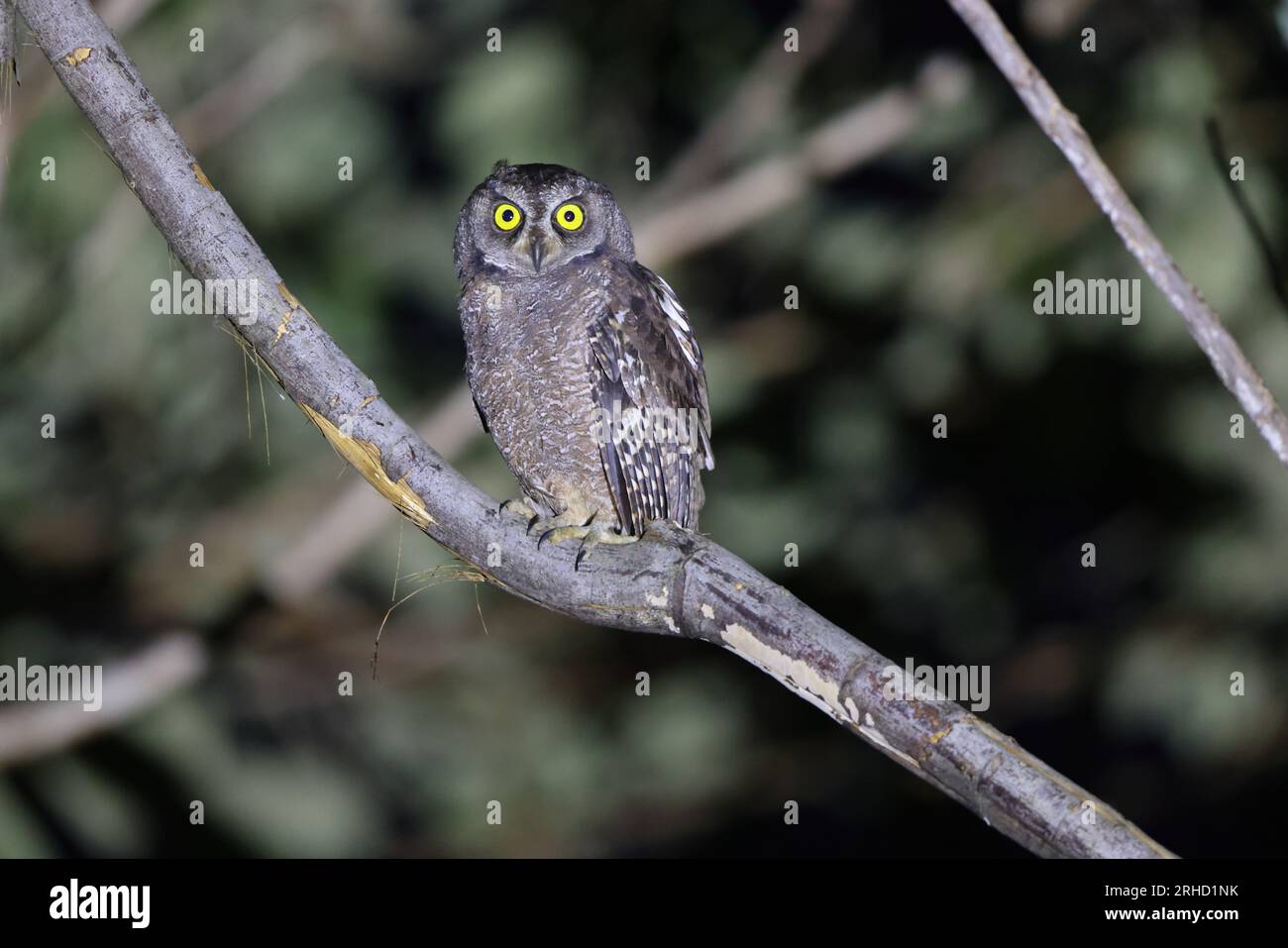 The Biak scops owl (Otus beccarii) is a species of owl endemic to the ...