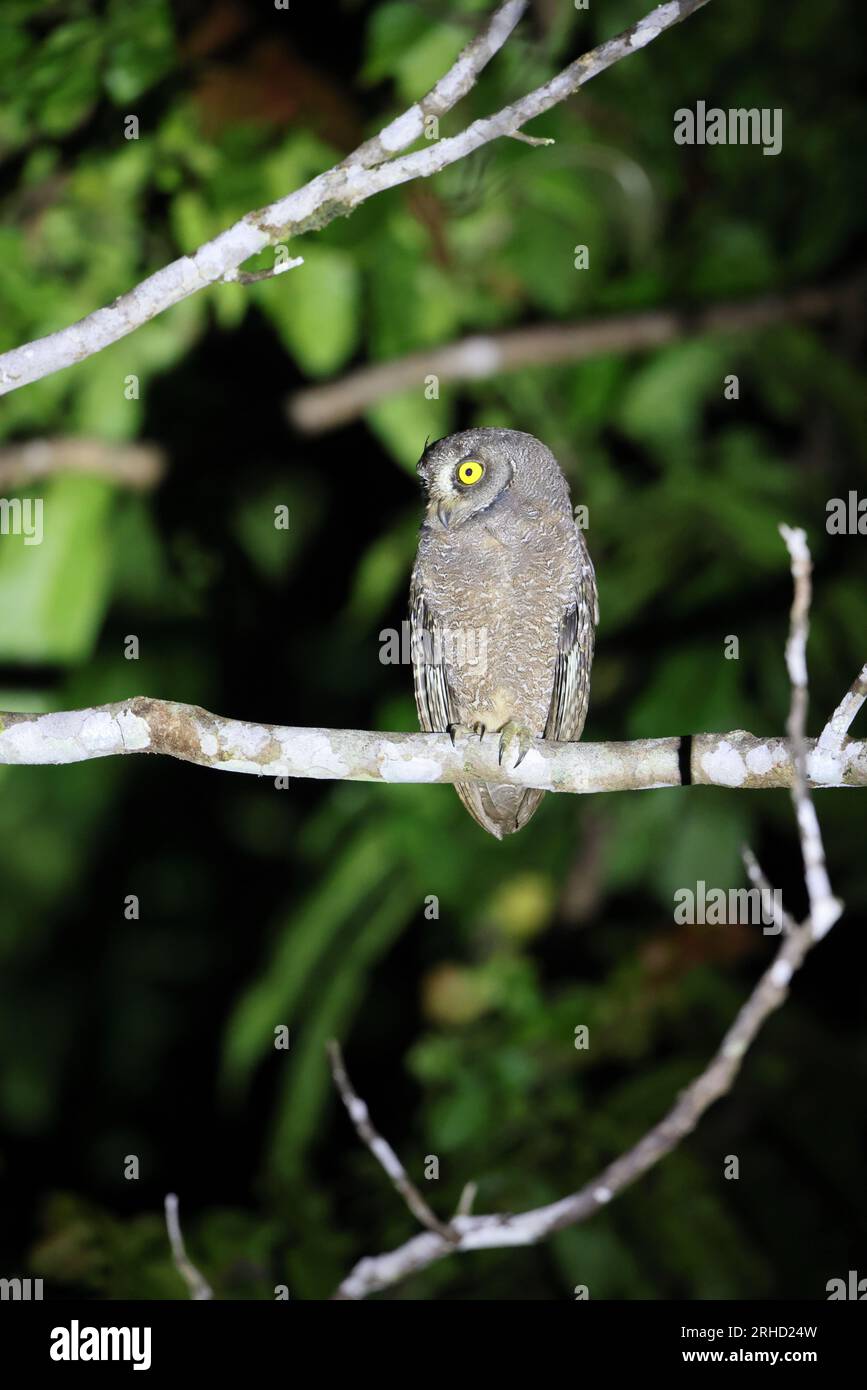 Indonesia scops owl hi-res stock photography and images - Alamy