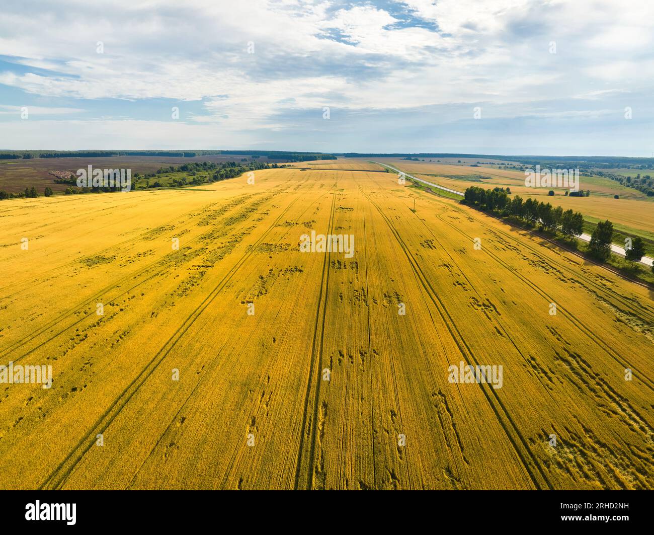 Big plantations of field of wheat and green forest plots Stock Photo ...