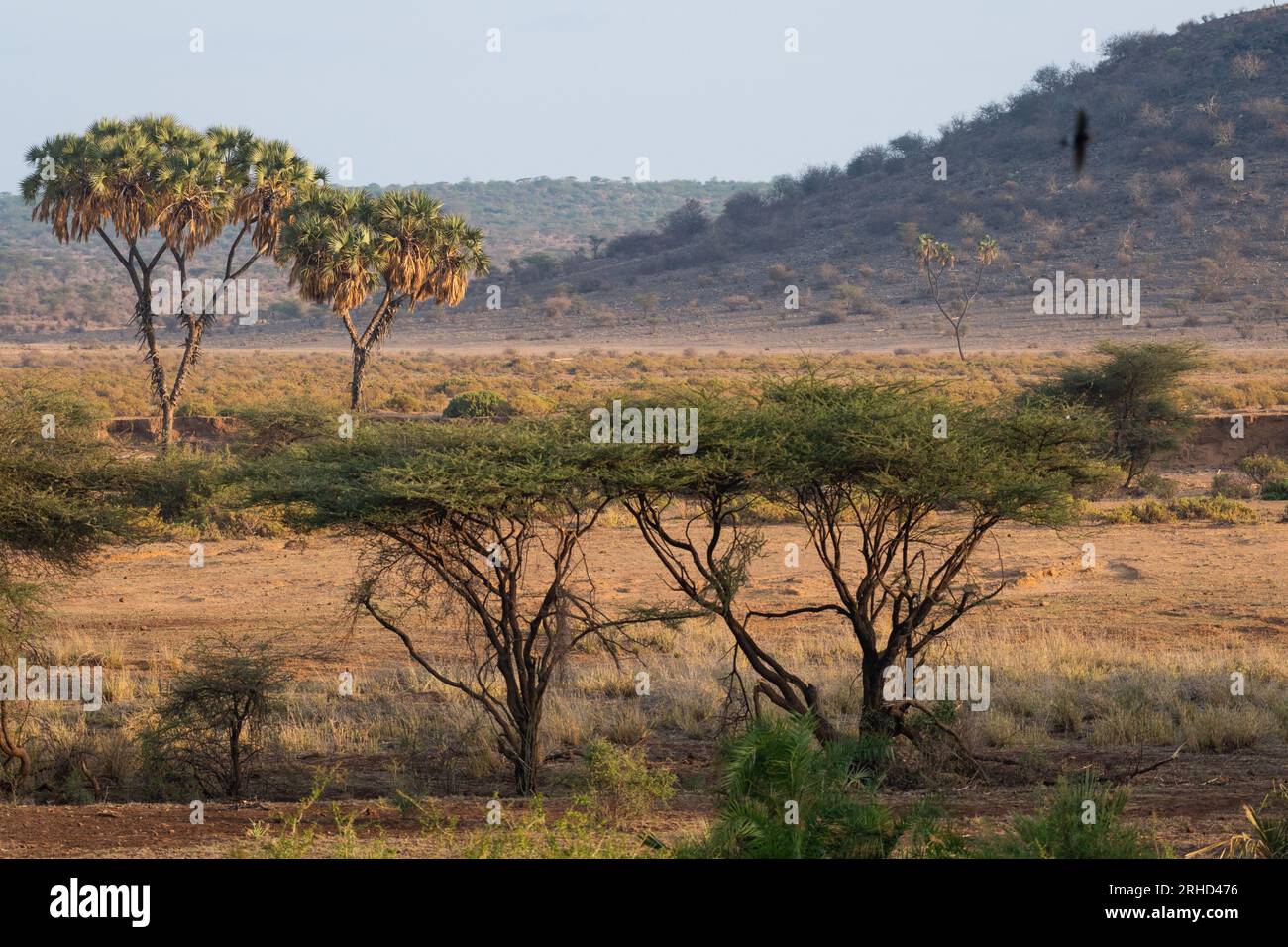 Samburu Game Reserve landscape, Kenya, Africa Stock Photo - Alamy