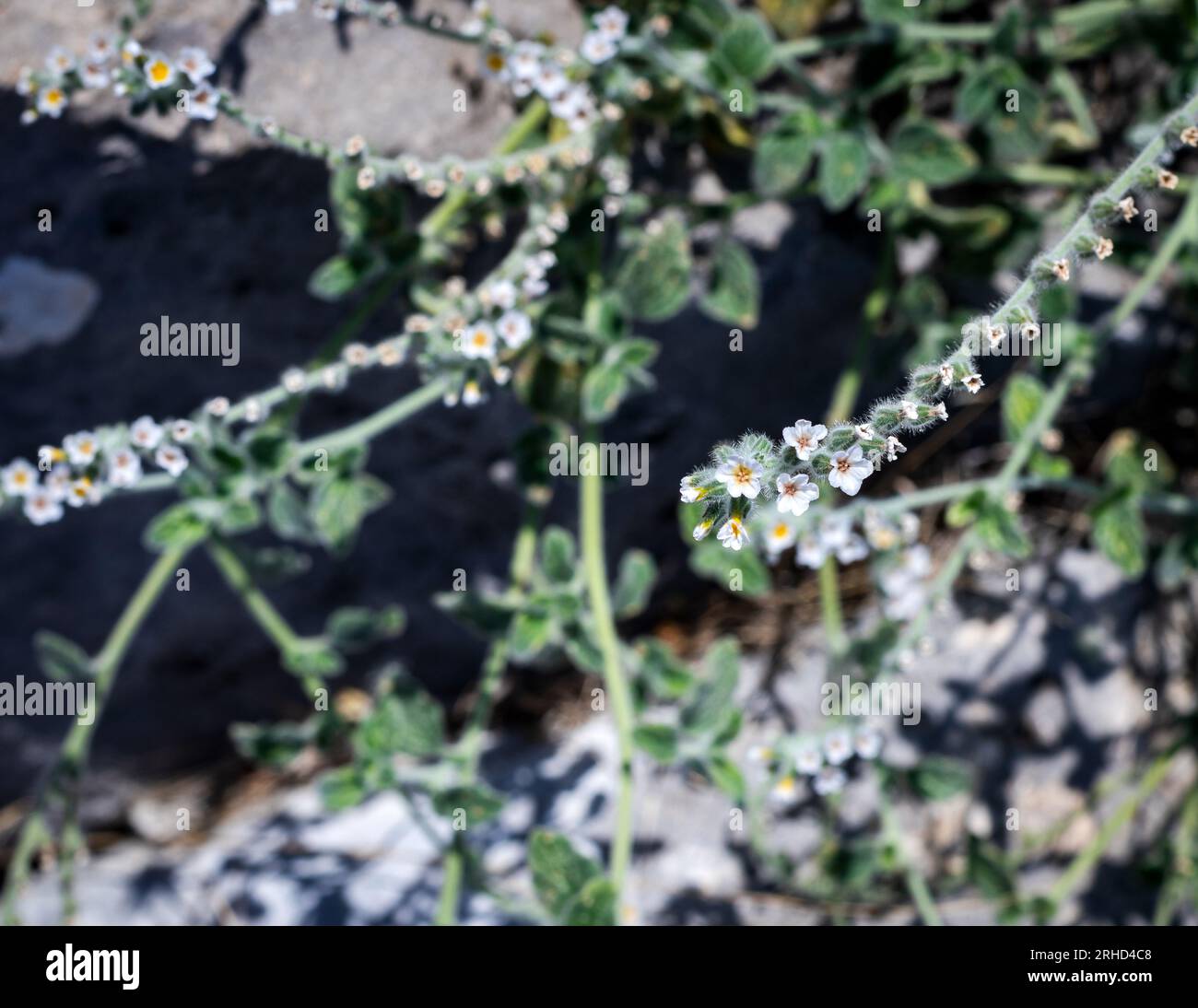 Heliotropium europaeum which is also known as European heliotrope and ...