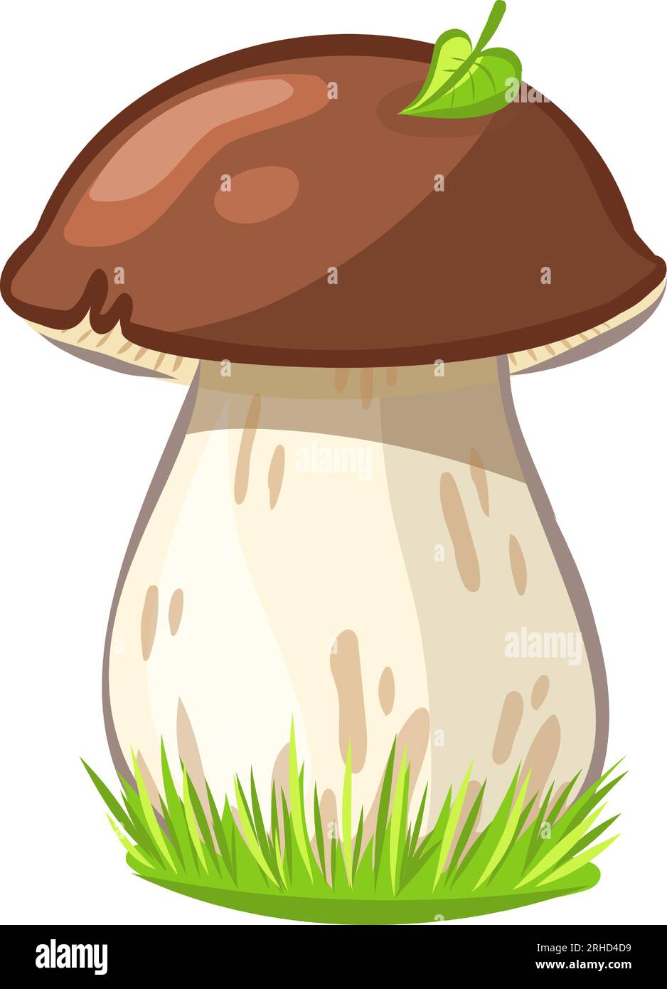 Boletus mushroom vector image without background Stock Vector Image ...