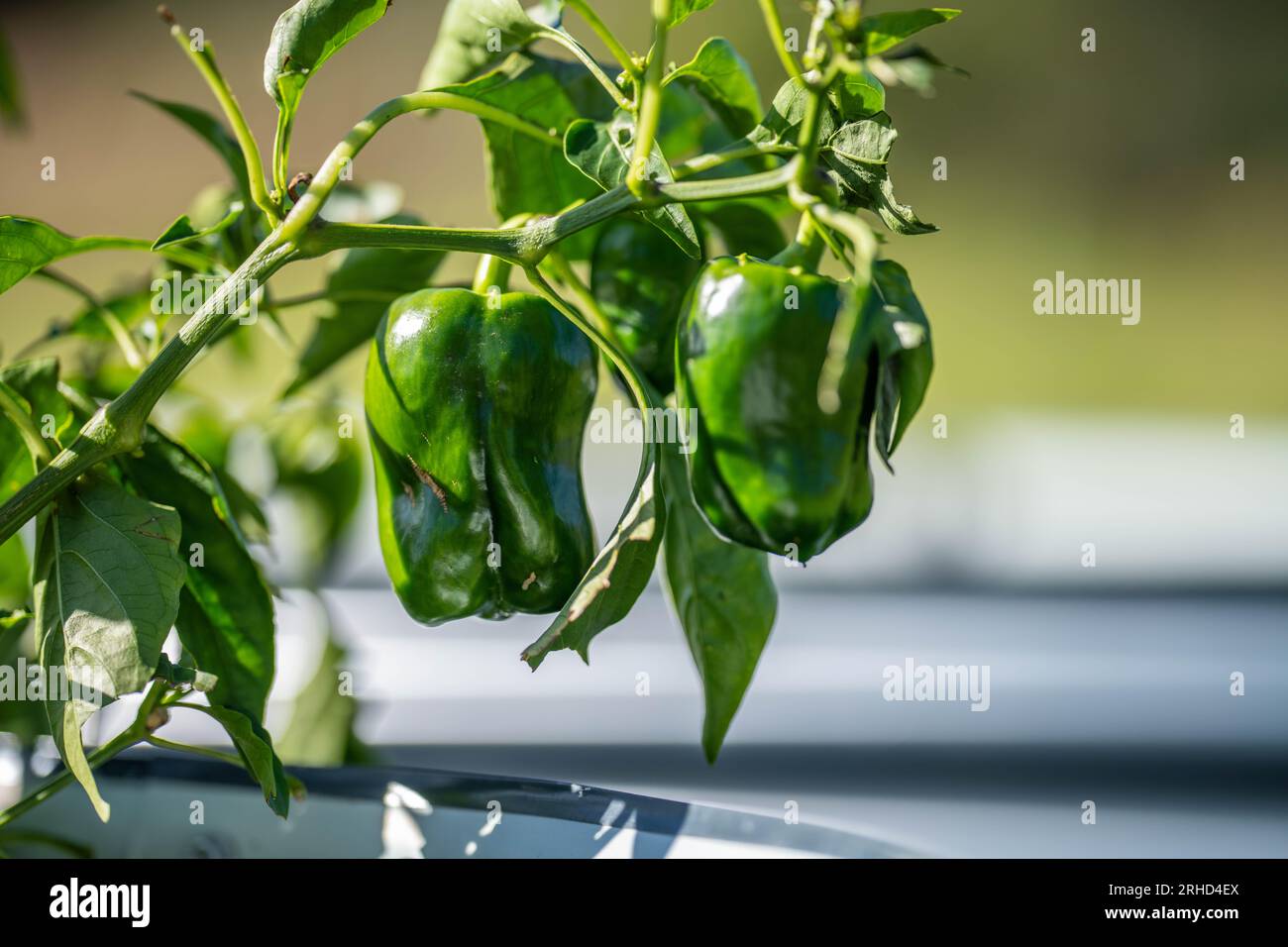 capsicum plant in vegetable garden in australia in spring Stock Photo ...