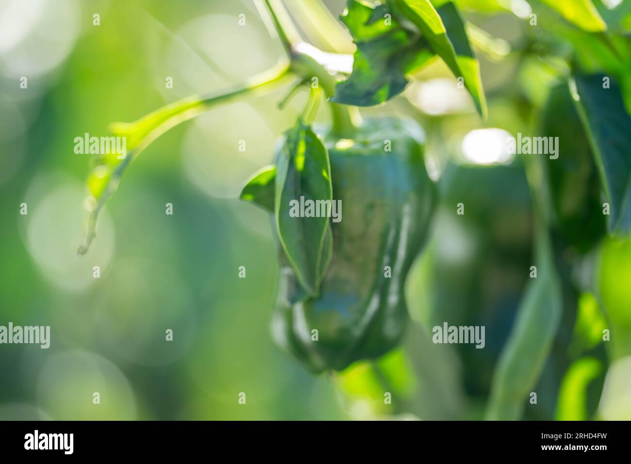 capsicum plant in vegetable garden in australia in spring Stock Photo ...