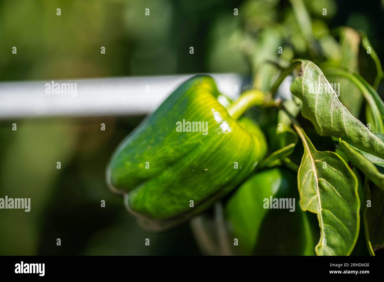 capsicum plant in vegetable garden in australia in spring Stock Photo ...