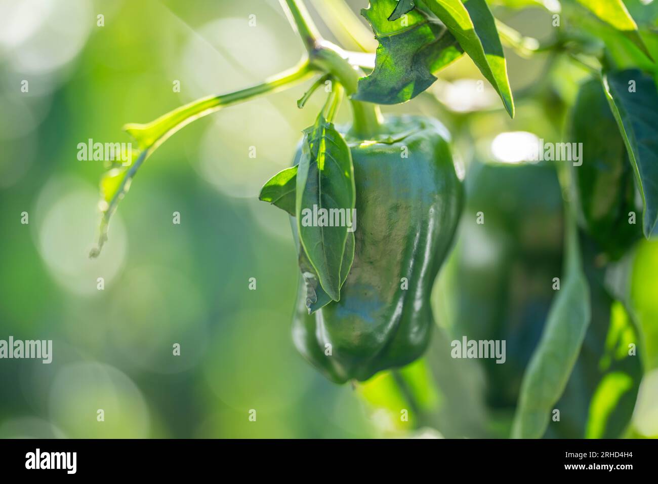 capsicum plant in vegetable garden in australia in spring Stock Photo ...
