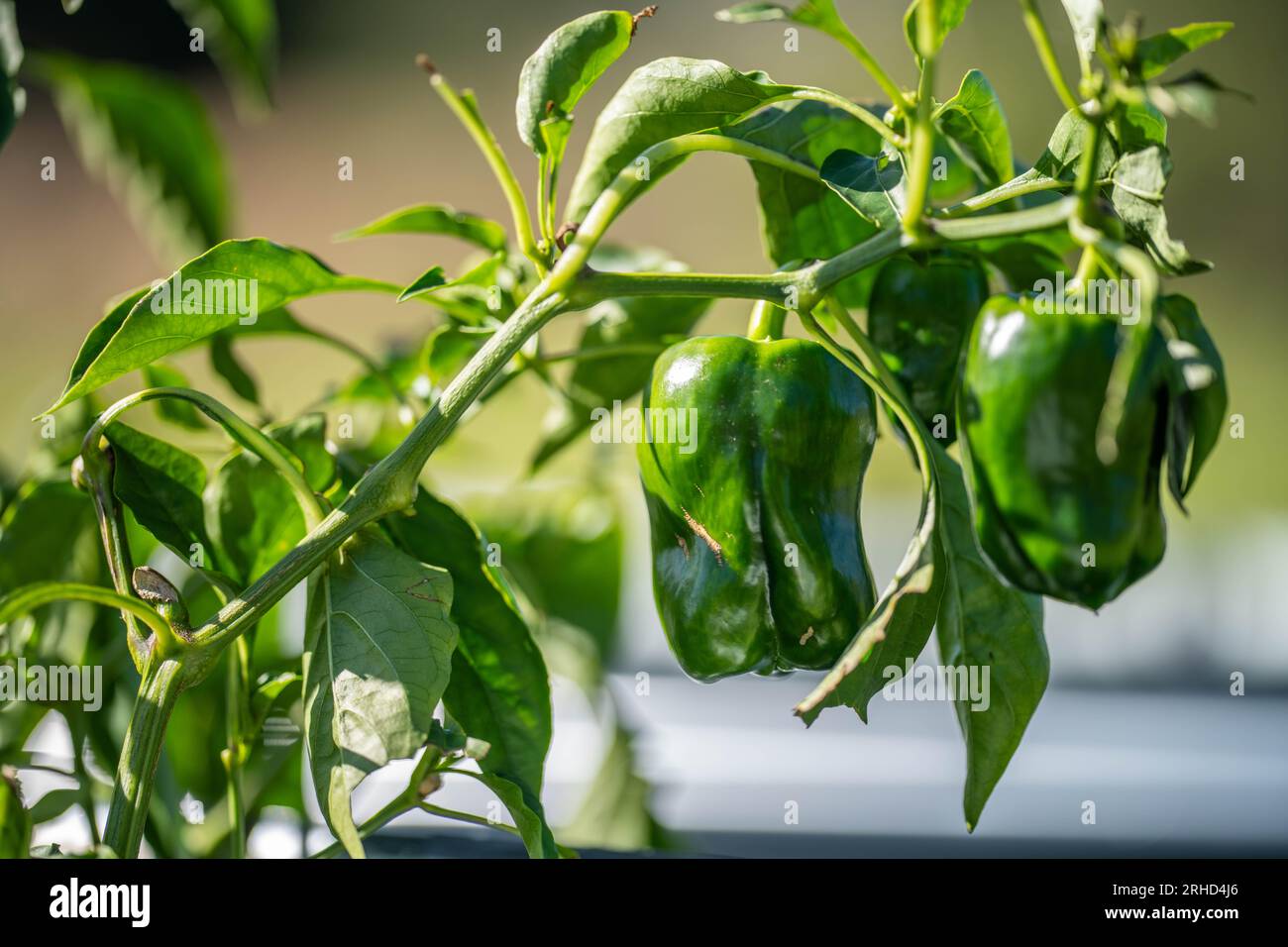 capsicum plant in vegetable garden in australia in spring Stock Photo ...