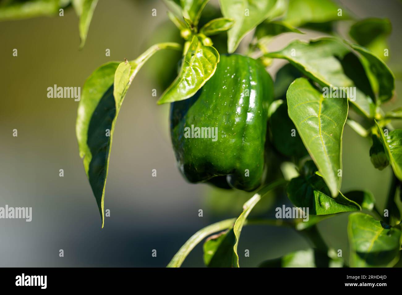 capsicum plant in vegetable garden in australia in spring Stock Photo ...