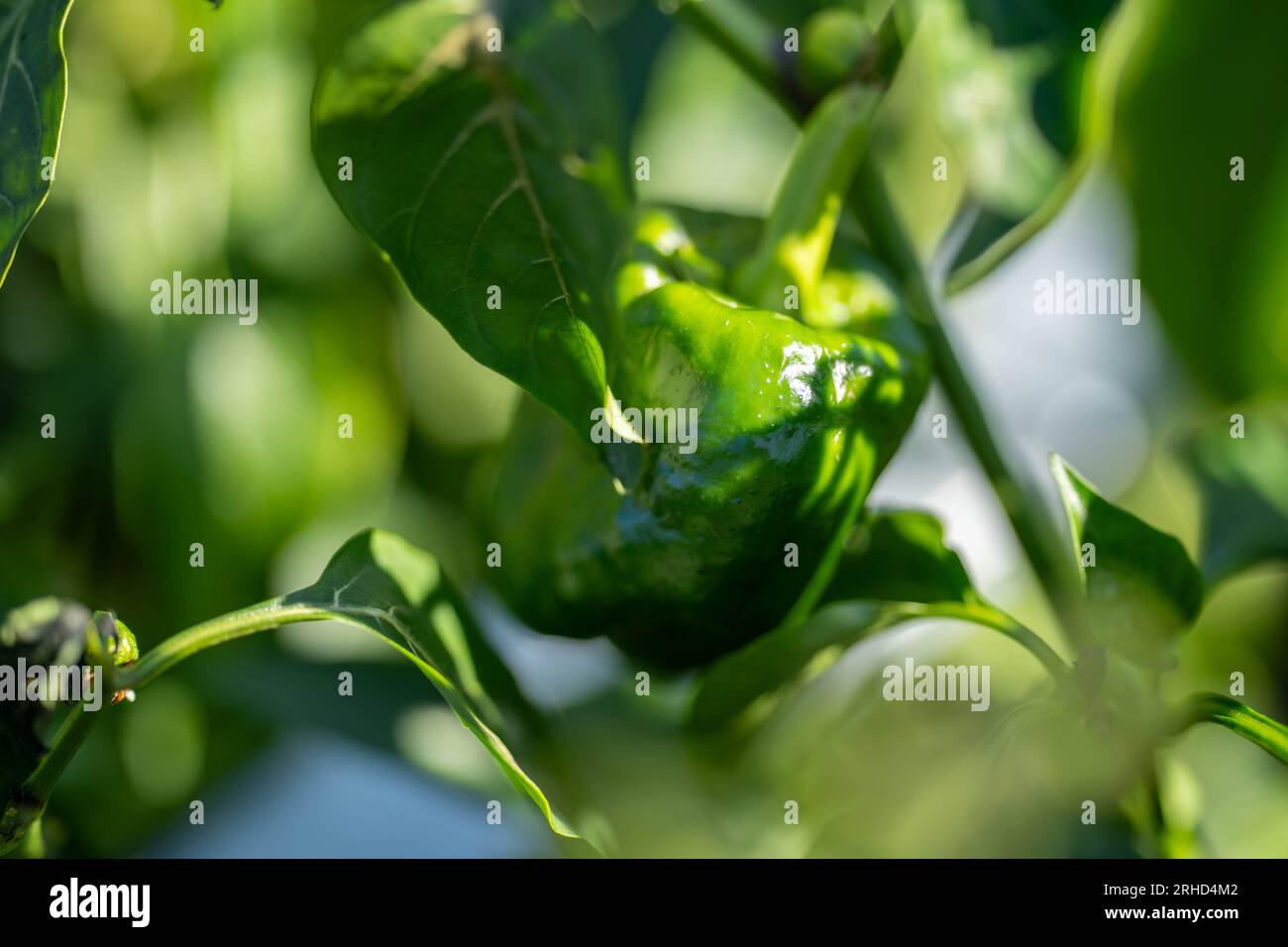 capsicum plant in vegetable garden in australia in spring Stock Photo ...
