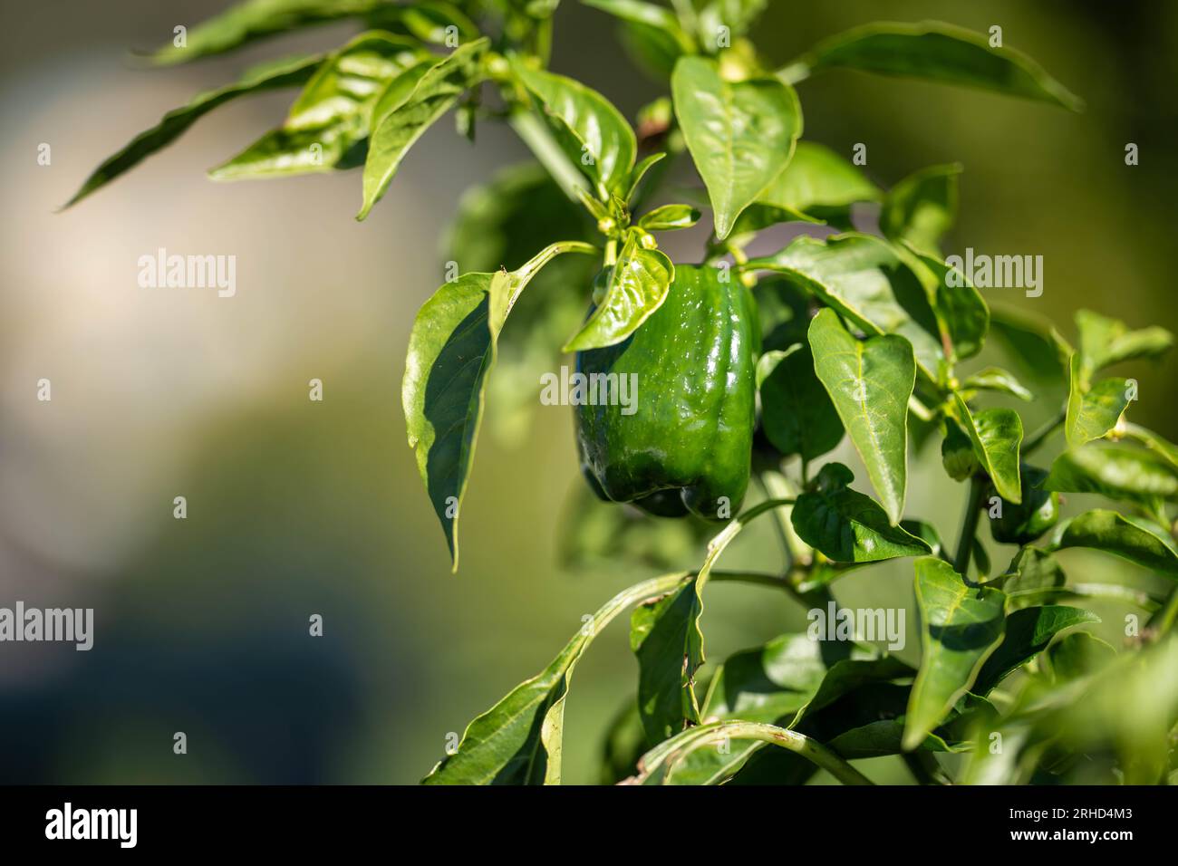 capsicum plant in vegetable garden in australia in spring Stock Photo ...